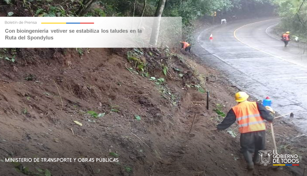 Con bioingeniería vetiver se estabiliza los taludes en la Ruta del ...